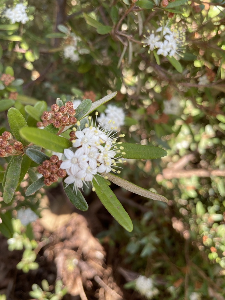 scaly phebalium from Frankston South, VIC, AU on September 01, 2021 at ...