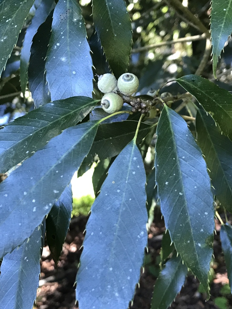 Alishan Oak (Quercus stenophylloides) - Botanical Realm