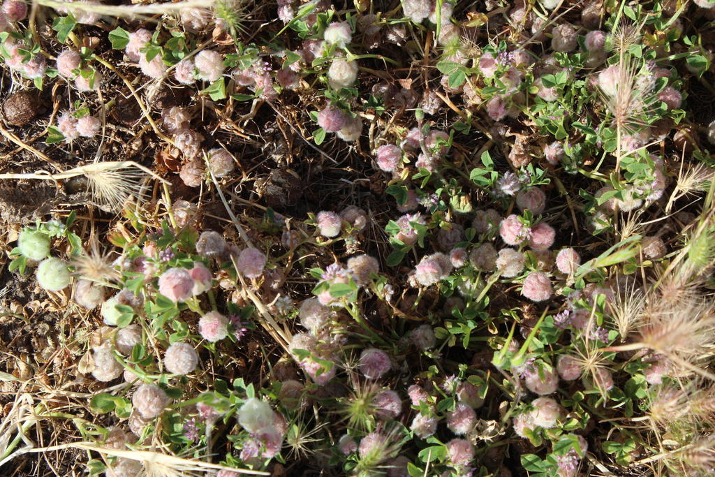 Trifolium subterraneum subterraneum (Madeira Plants Fabales ...