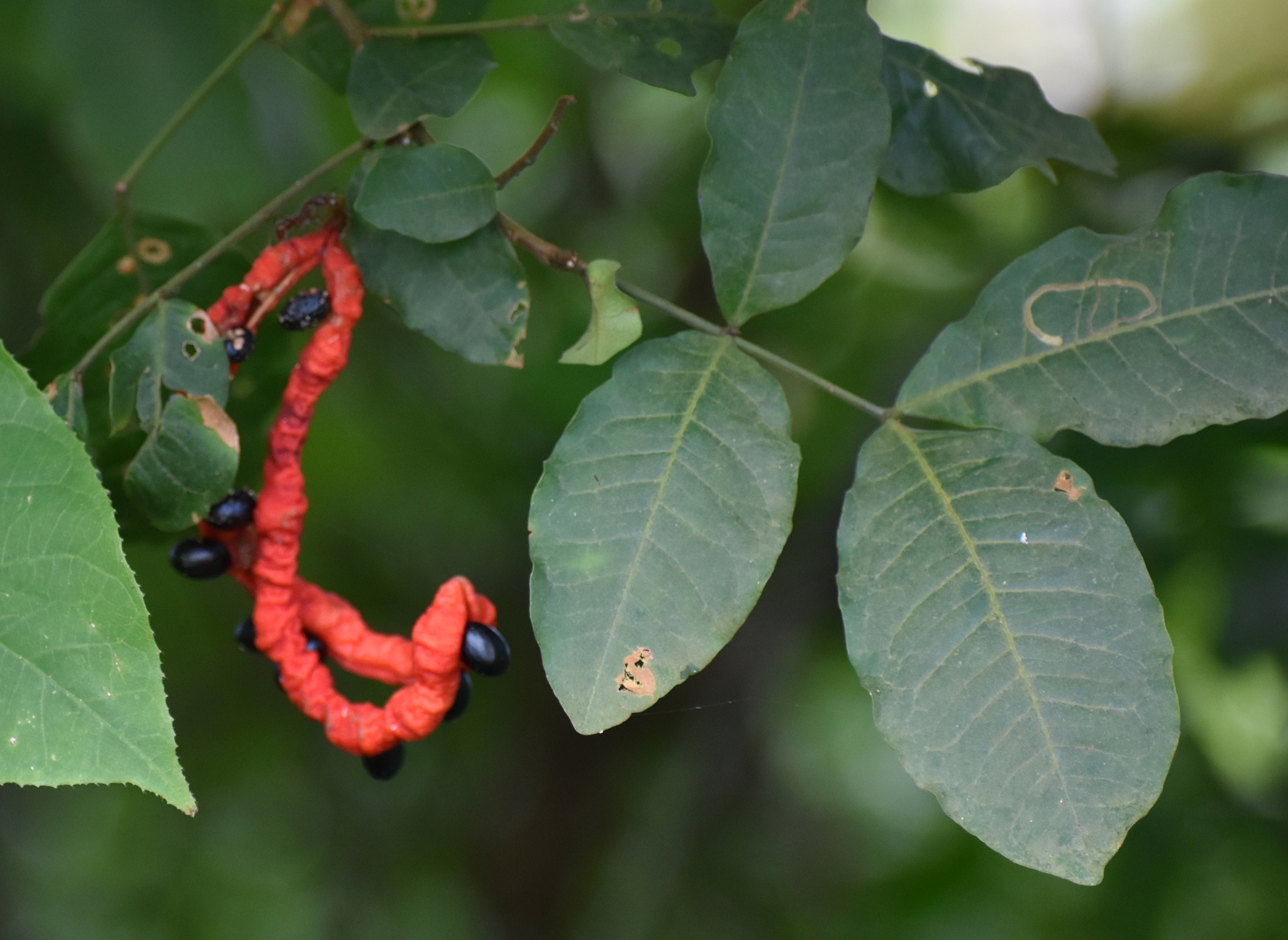 Cojoba rufescens (Benth.) Britton & Rose
