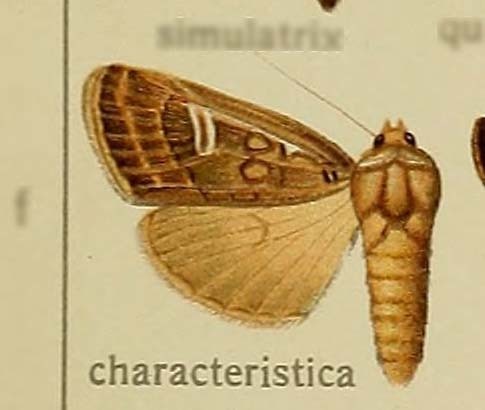 Agrotis characteristica · iNaturalist
