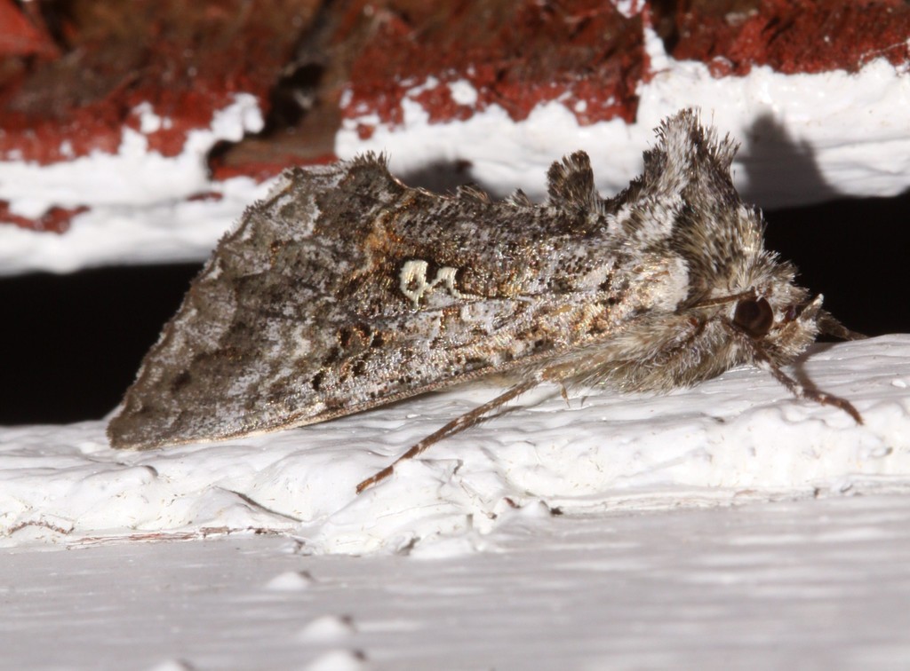 Dusky Silver Y Moth from Québec, Canada on August 31, 2021 at 09:50 PM ...