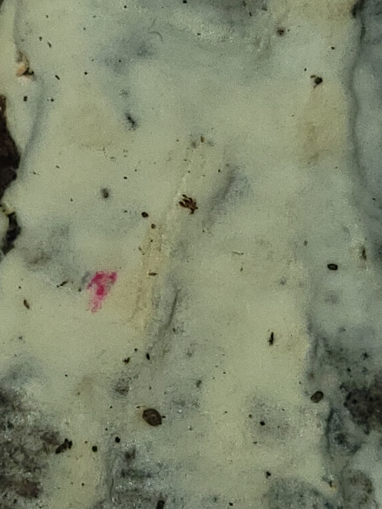 enveloping crust from Greensburg, PA 15601, USA on August 31, 2021 at ...