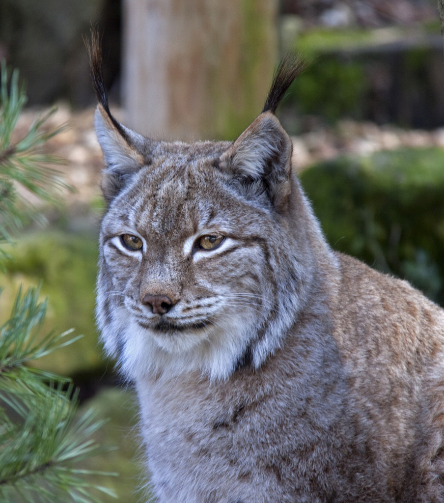 Northeastern European Lynx (Lynx lynx lynx) - Know Your Mammals
