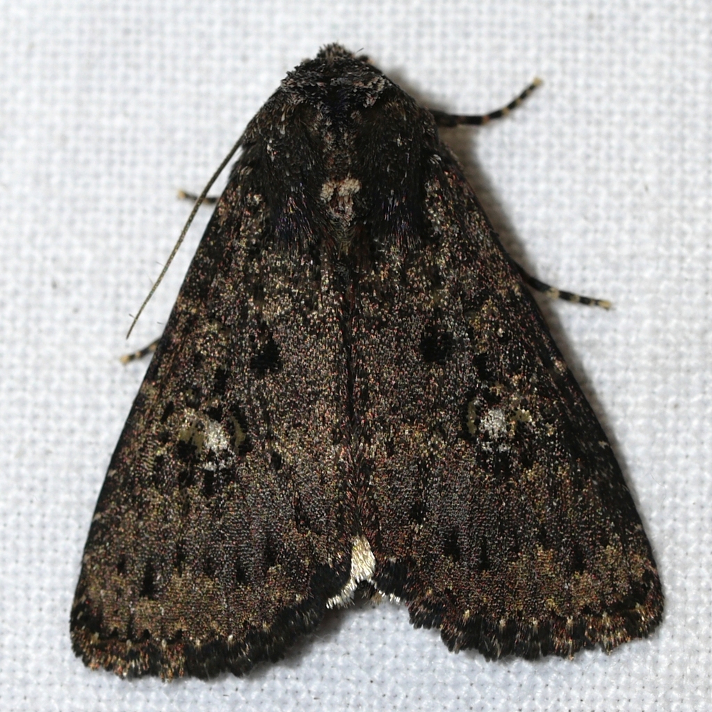 Dusky Groundling (The iNaturalist Guide to Payne Hollow) · iNaturalist