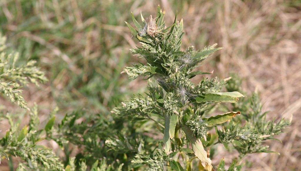 Russian-pigweed from Northwest Calgary, Calgary, AB, Canada on August ...