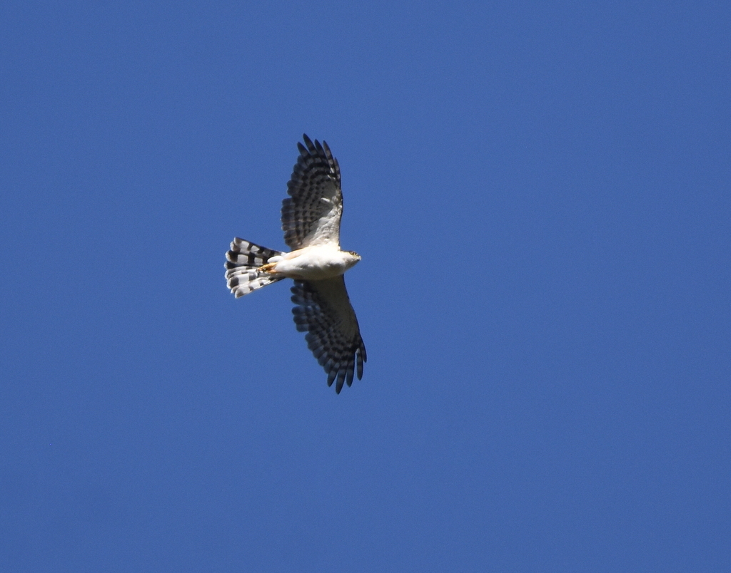 White-breasted Hawk from Valle de Ángeles, Honduras on August 9, 2021 ...