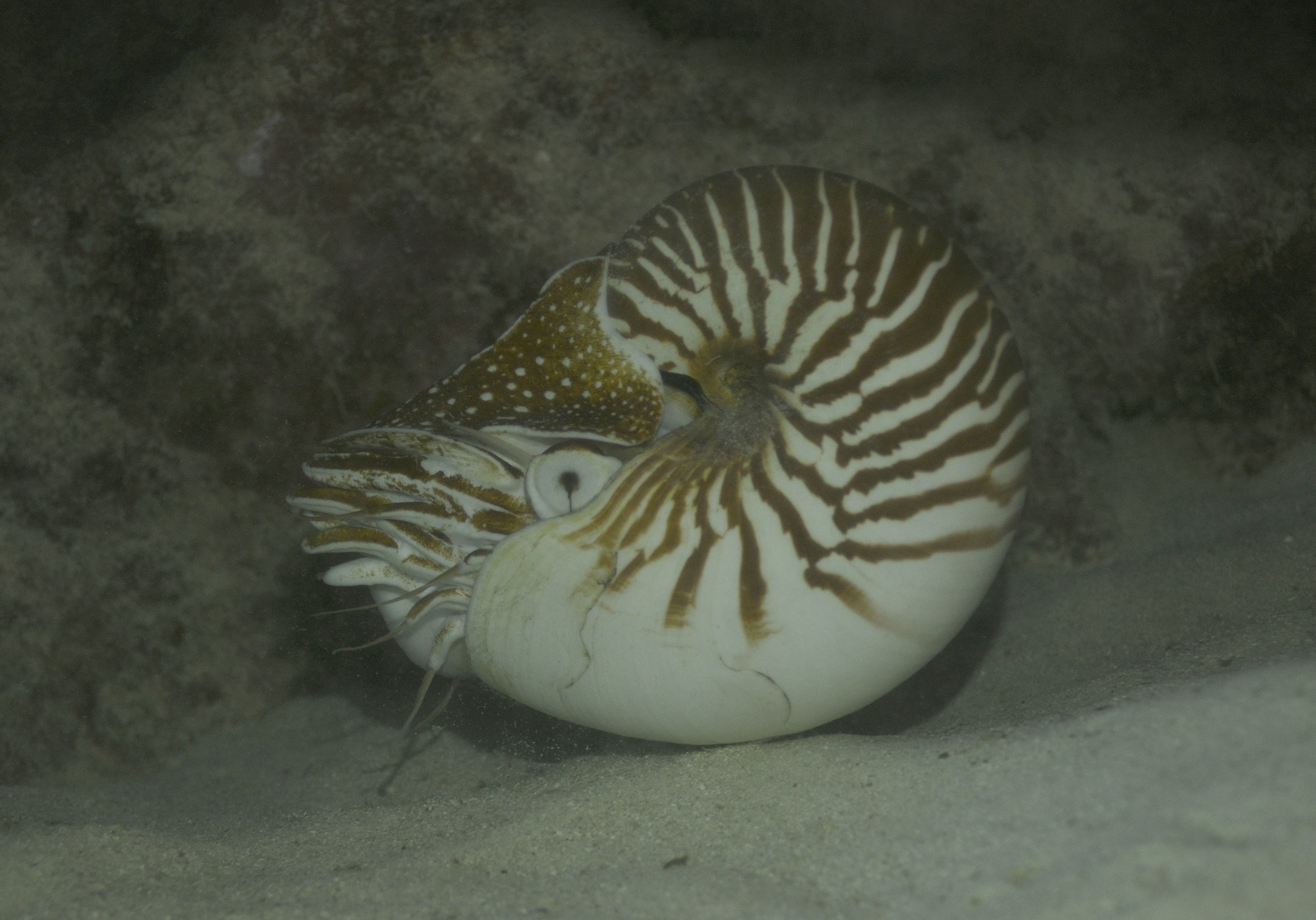 Nautilus Linnaeus, 1758