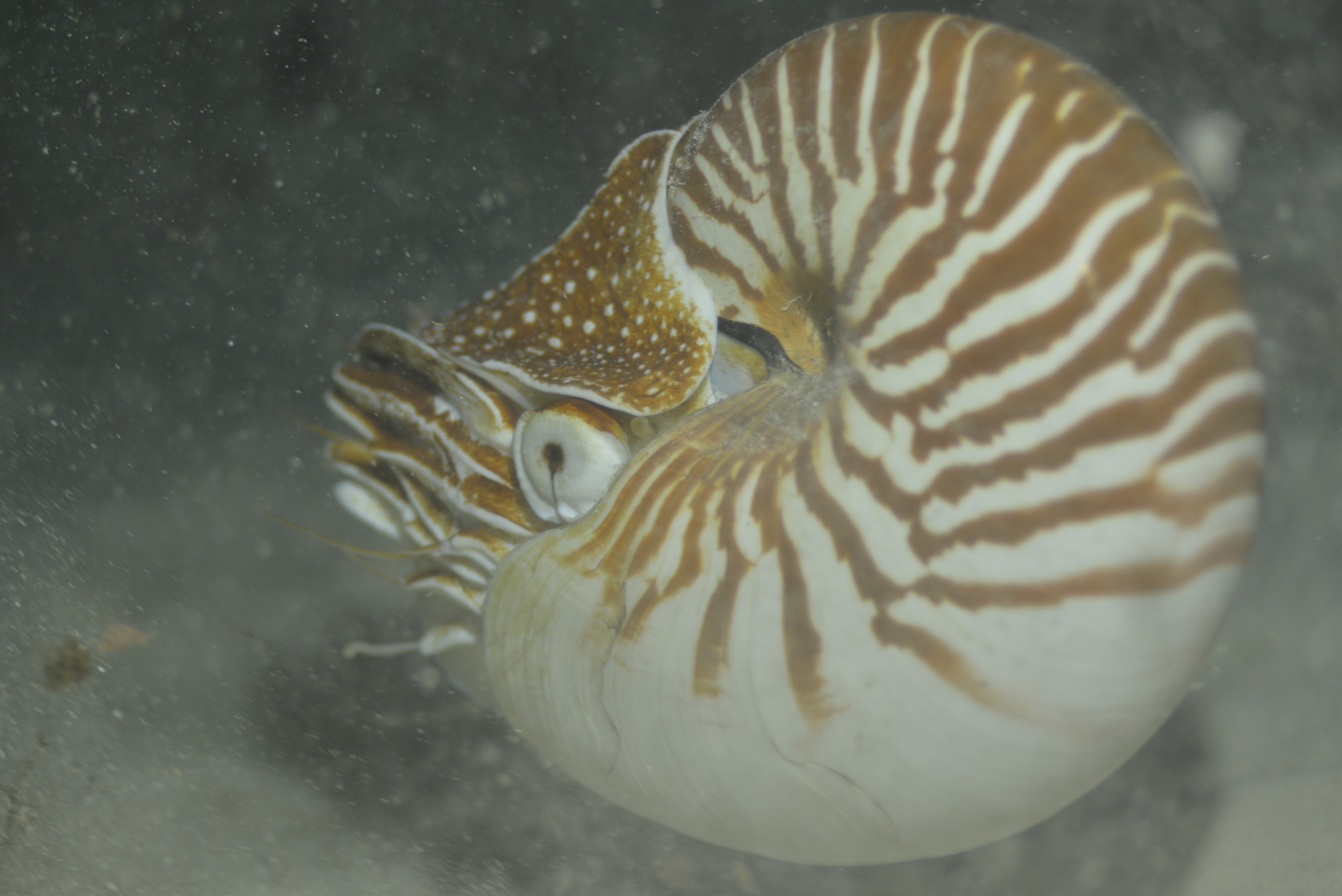 Nautilus Linnaeus, 1758