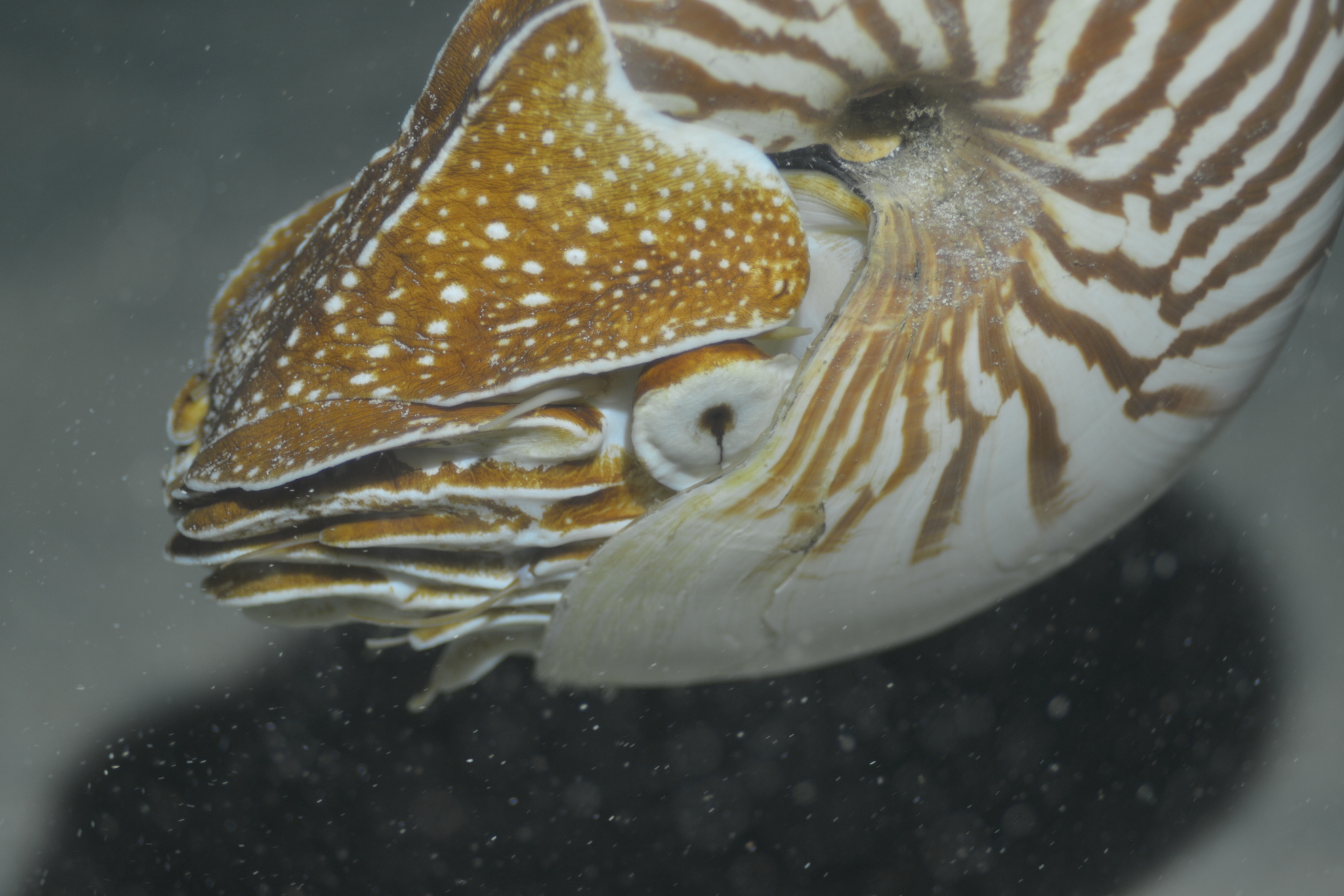 Nautilus Linnaeus, 1758