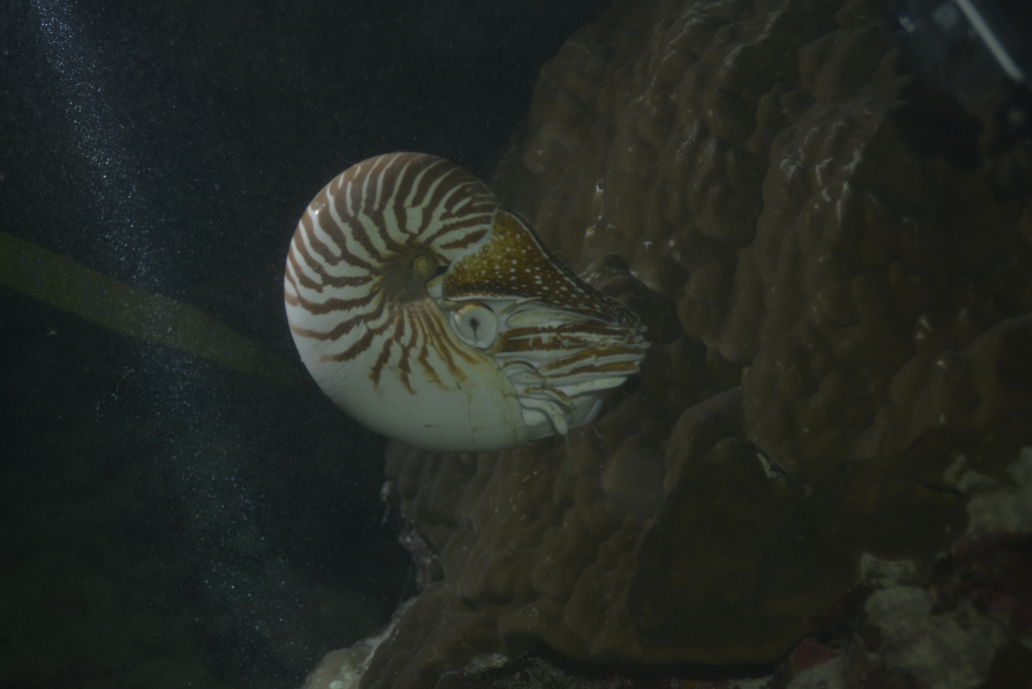 Nautilus Linnaeus, 1758