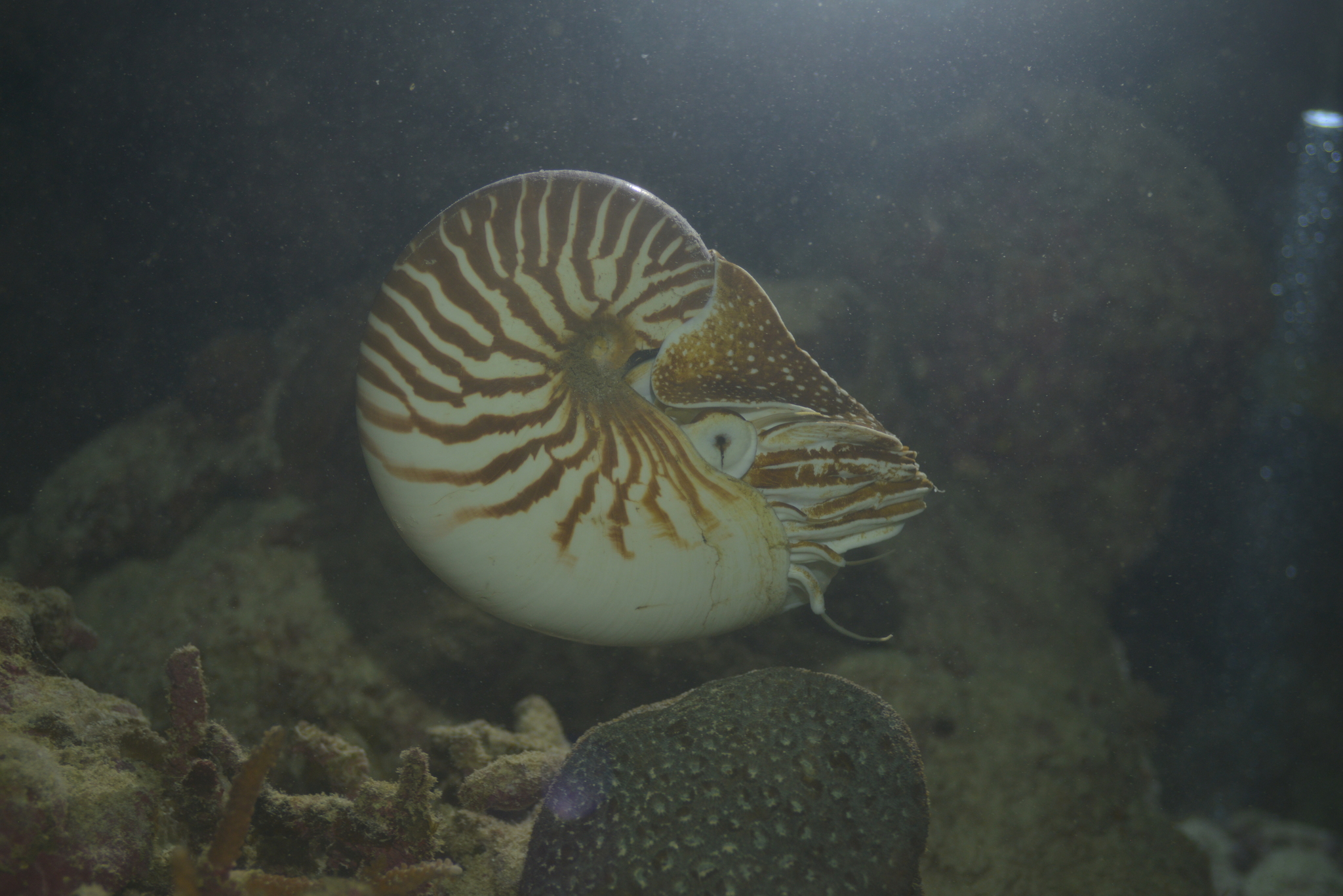 Nautilus Linnaeus, 1758