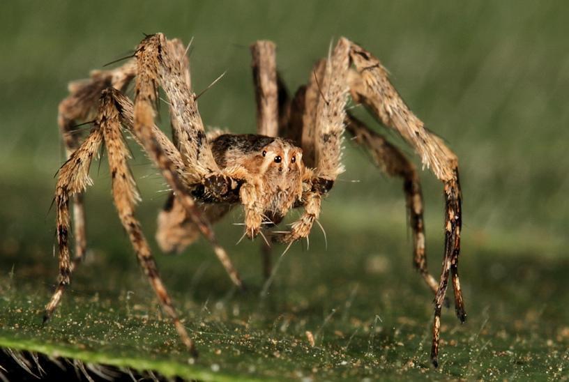 Lynx Spiders from Blyde River Near Hoedspruit: Blyde riverine forest on ...