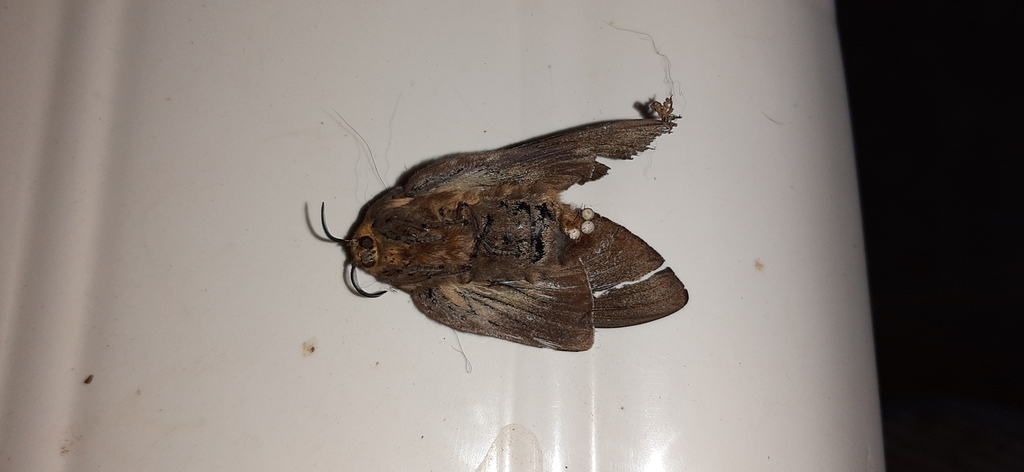 African Silk Moth from Mossel Bay Local Municipality, South Africa on ...