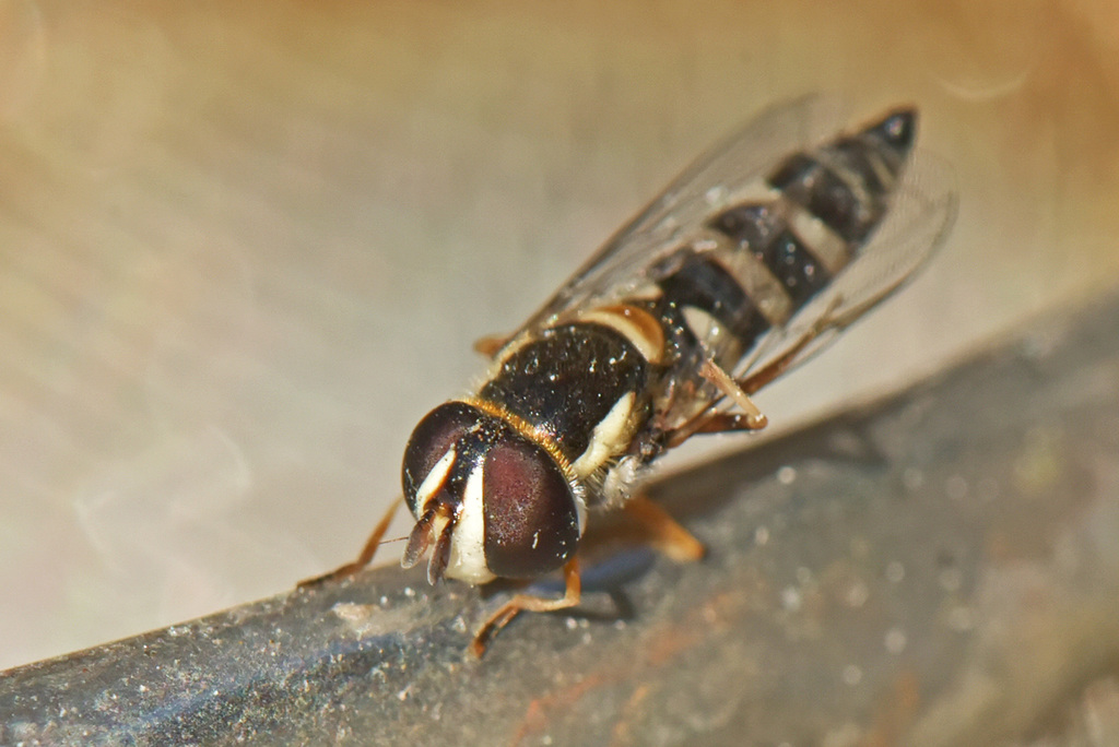 Epauletted Hover Fly (Flies, Ants, Wasps and Bees of the Mfolozi River ...