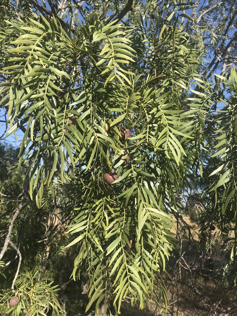 Emu Apple from Burnett Highway, Smoky Creek, QLD, AU on September 01 ...
