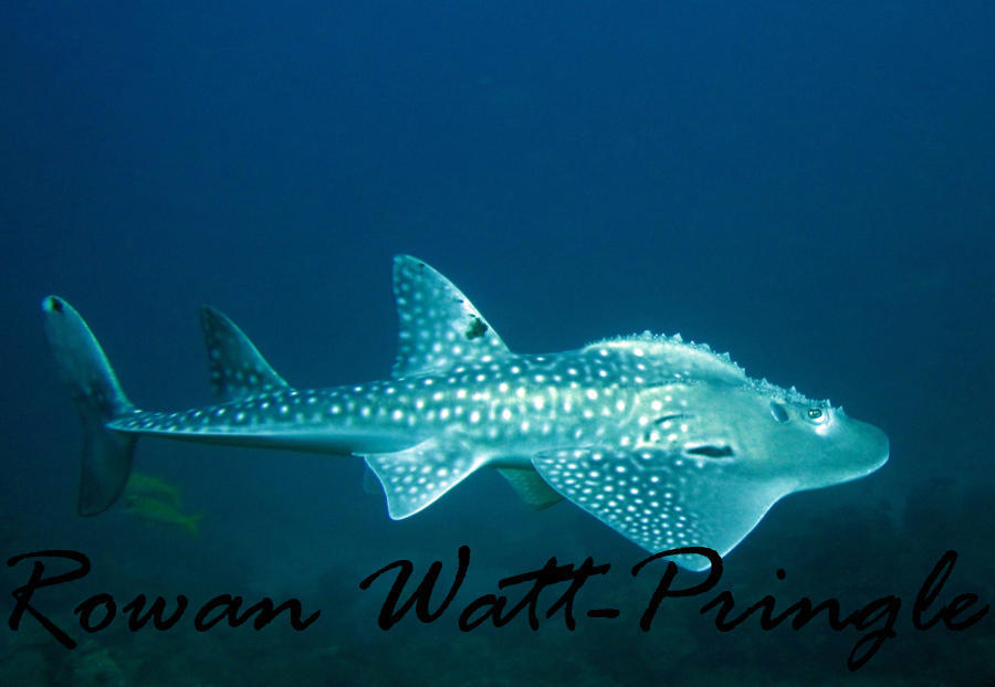 Bowmouth Guitarfish (Rhina ancylostomus) - Marine Life Identification