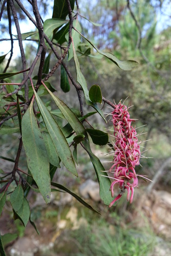 Madagascar Beechwood (Faurea forficuliflora) · iNaturalist