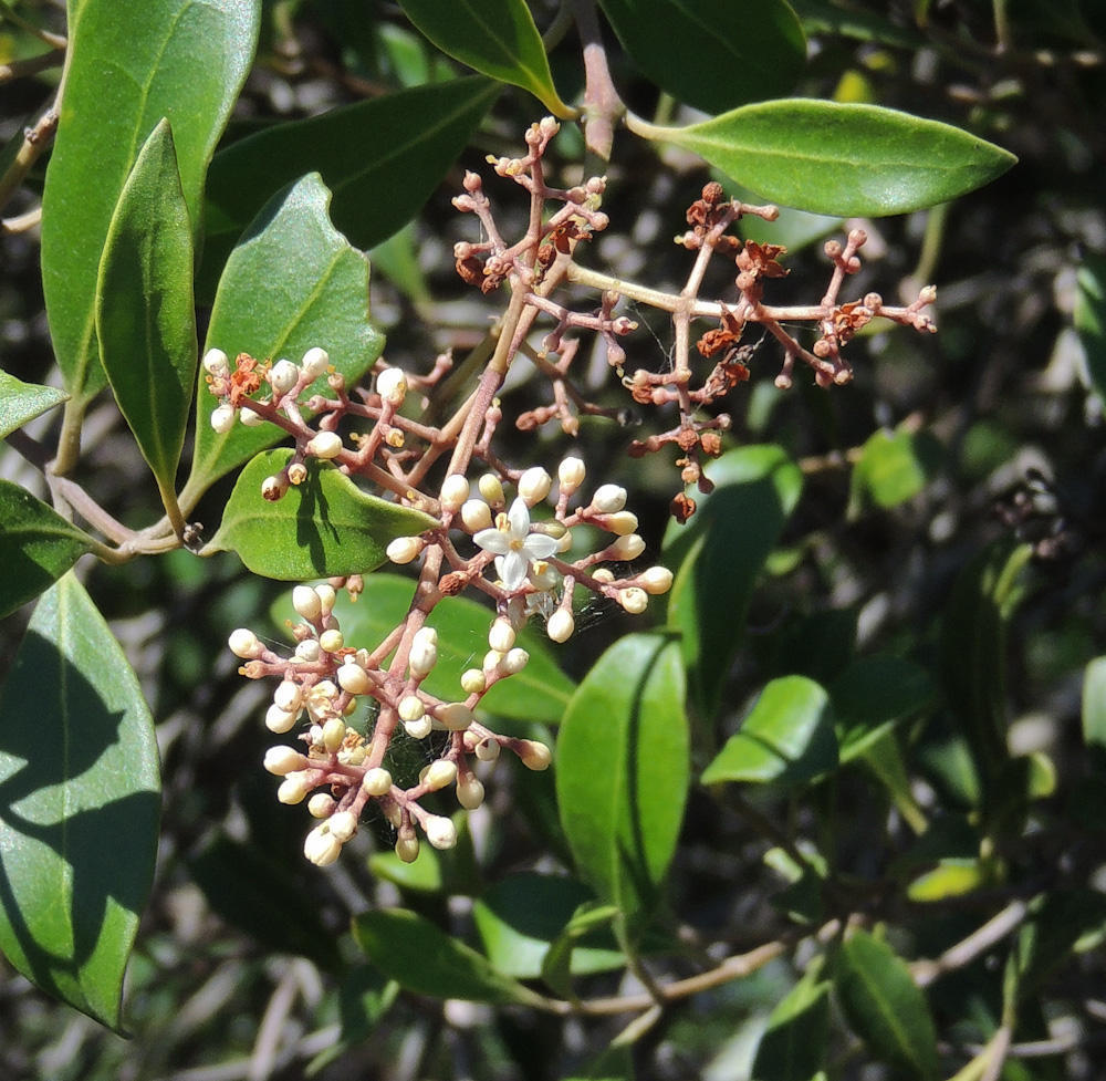 Bushveld Ironwood (Olea capensis enervis) - Botanical Realm