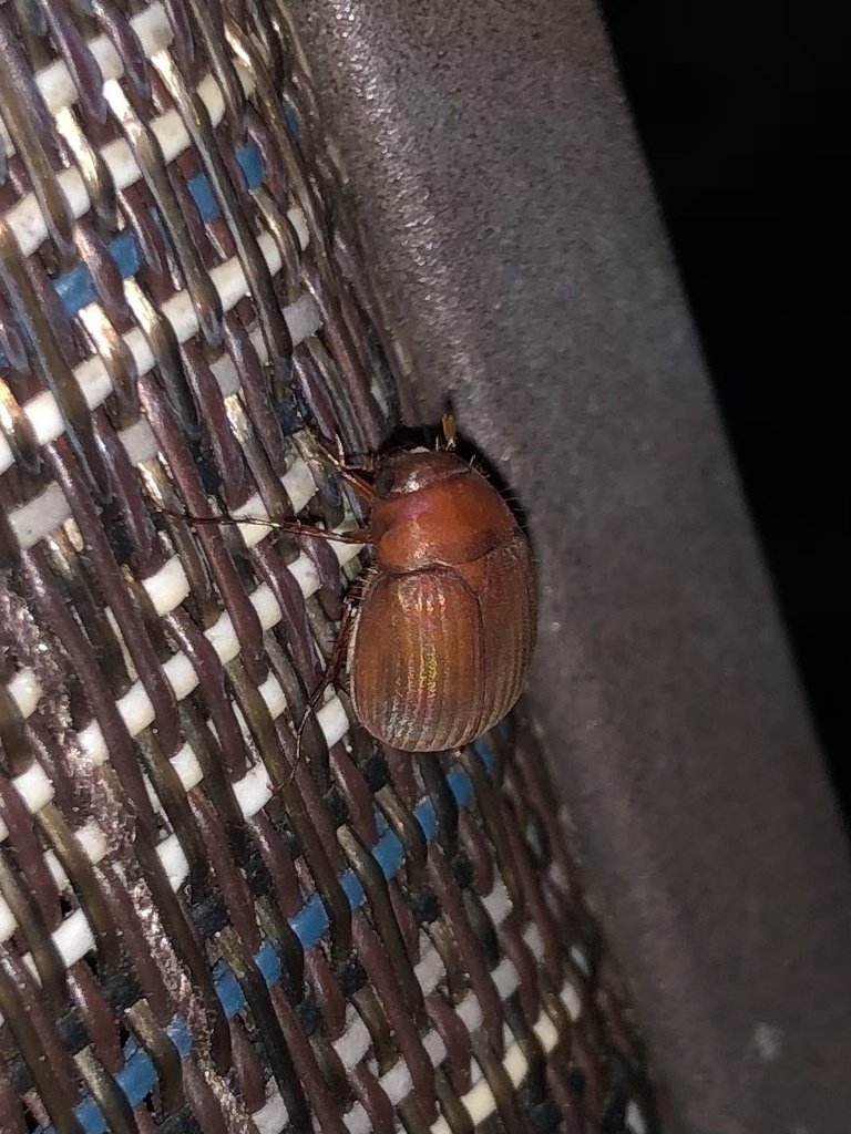 Asiatic Garden Beetle in July 2021 by pliantscience · iNaturalist