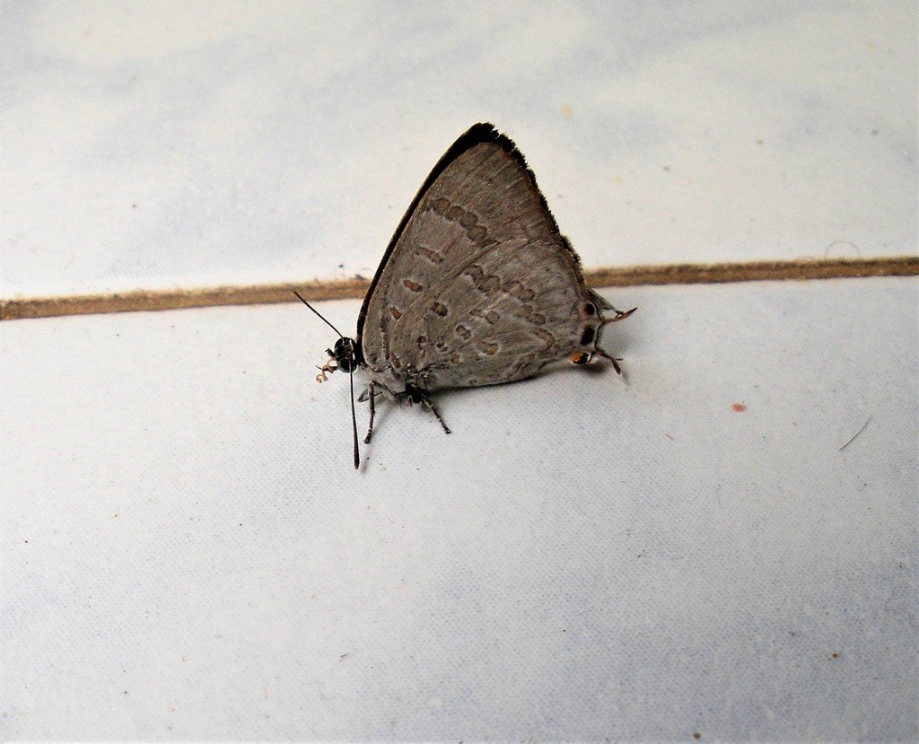 Redspot from KRS Backwaters, Mandya on January 12, 2012 at 09:52 AM by ...