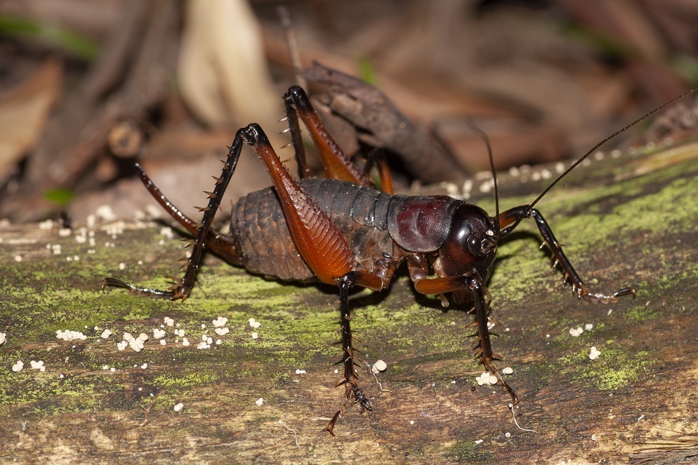 Southern King Cricket from Mount Keira, NSW on March 7, 2009 at 05:05 ...