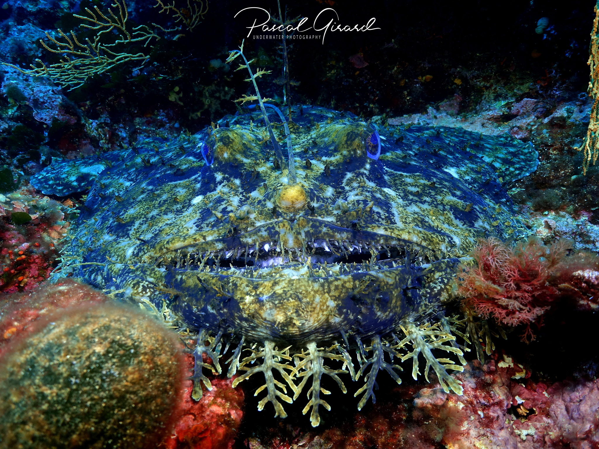 Lophius piscatorius Linnaeus, 1758