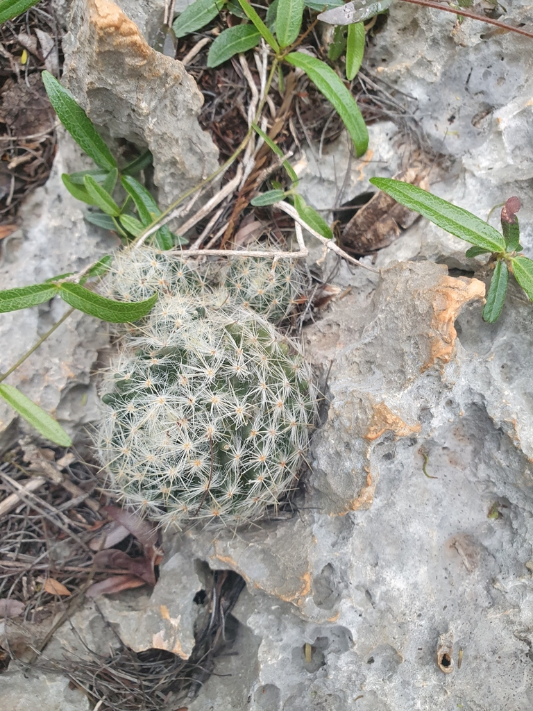 Silver Cluster Cactus from Jaragua, DO-PN, DO-PN-PE, DO on August 25 ...