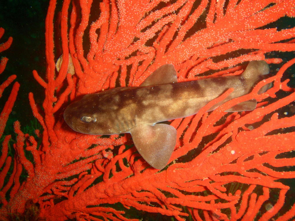 Dark Shyshark (Haploblepharus pictus) - Marine Life Identification