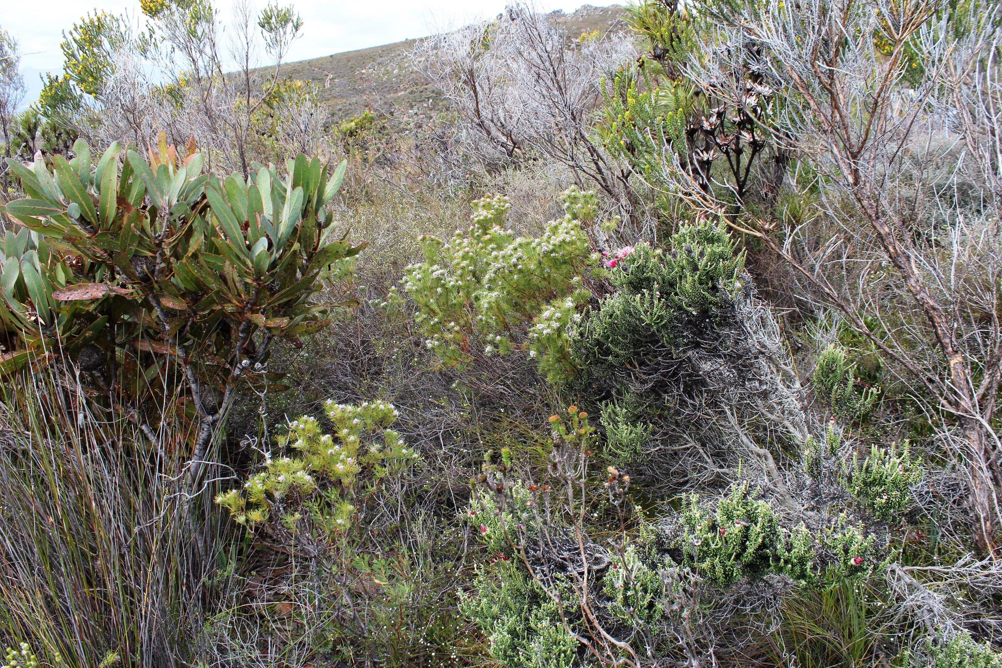 Paranomus capitatus (R.Br.) Kuntze