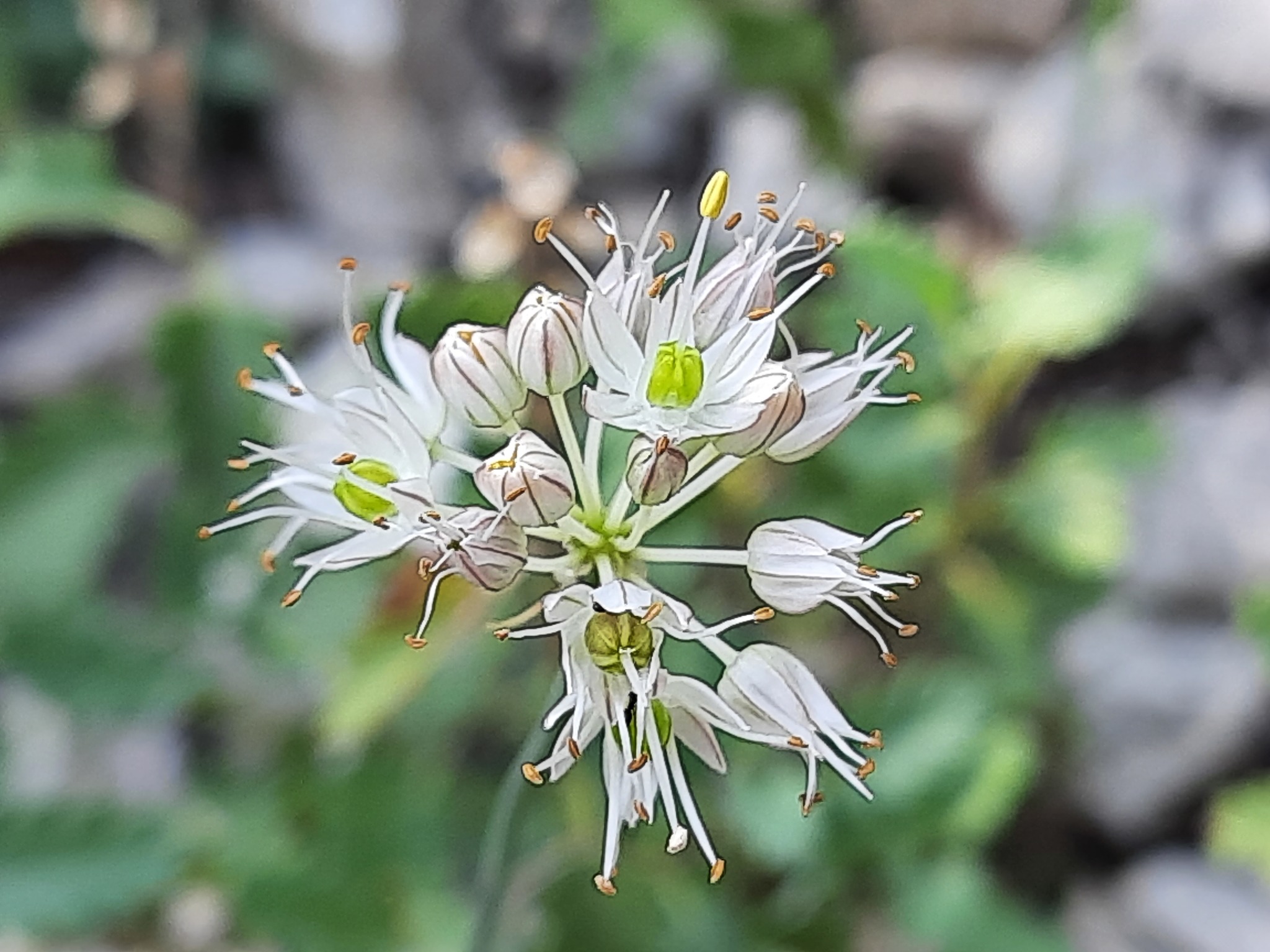 Allium saxatile M.Bieb.
