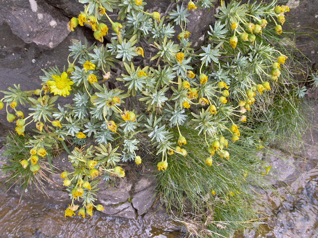 Euryops acraeus M.D.Hend.