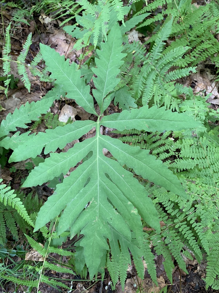 sensitive fern from Raymond, NH, US on September 1, 2021 at 08:47 AM by ...