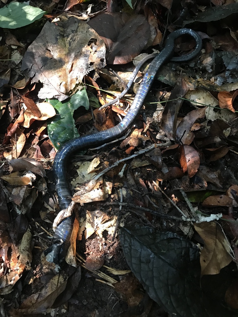 Black Tree Snake from South Kivu, CD on July 7, 2021 at 02:29 PM by ...