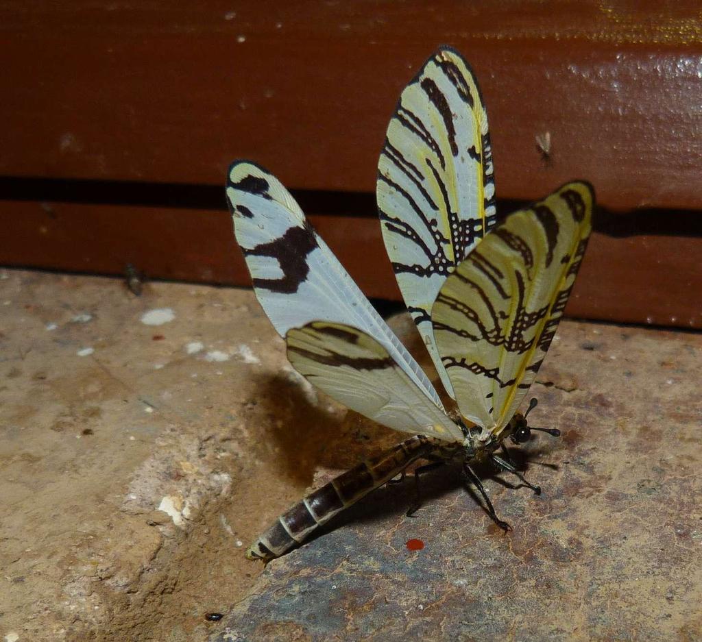 Lemon Antlion (Neuroptera of Africa) · iNaturalist