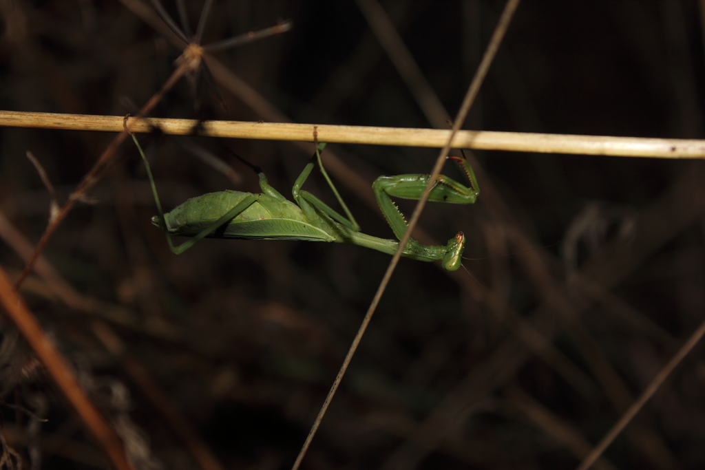 South African Mantis from Arno plaas on May 22, 2021 at 05:13 PM by ...