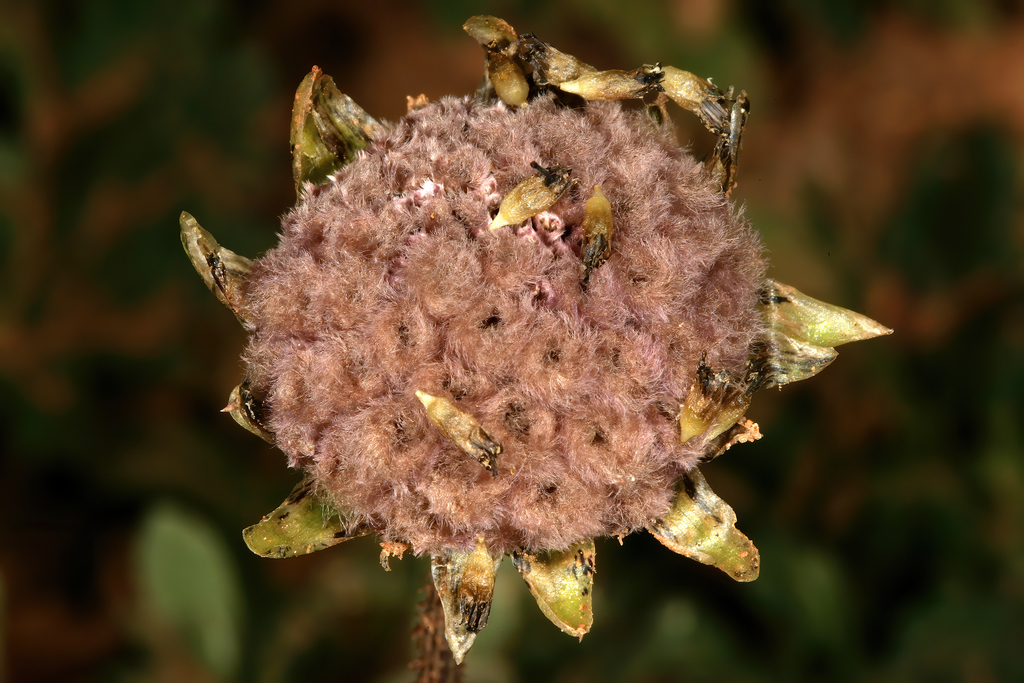 Arctotheca calendula (LIFE medCLIFFS) · iNaturalist