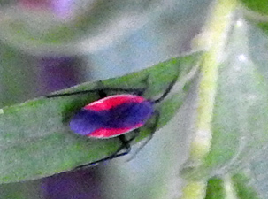 Scarlet Plant Bugs from Burlington, ON, Canada on August 25, 2021 at 07 ...