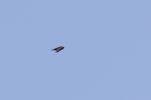 Horus Swift (Brown-rumped) (Subspecies Apus horus fuscobrunneus ...