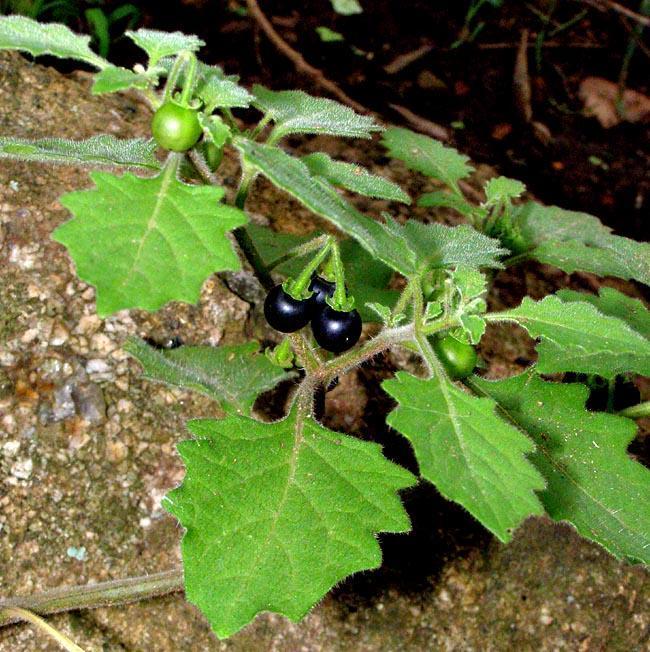 Wonderberry (Solanum retroflexum) - Botanical Realm