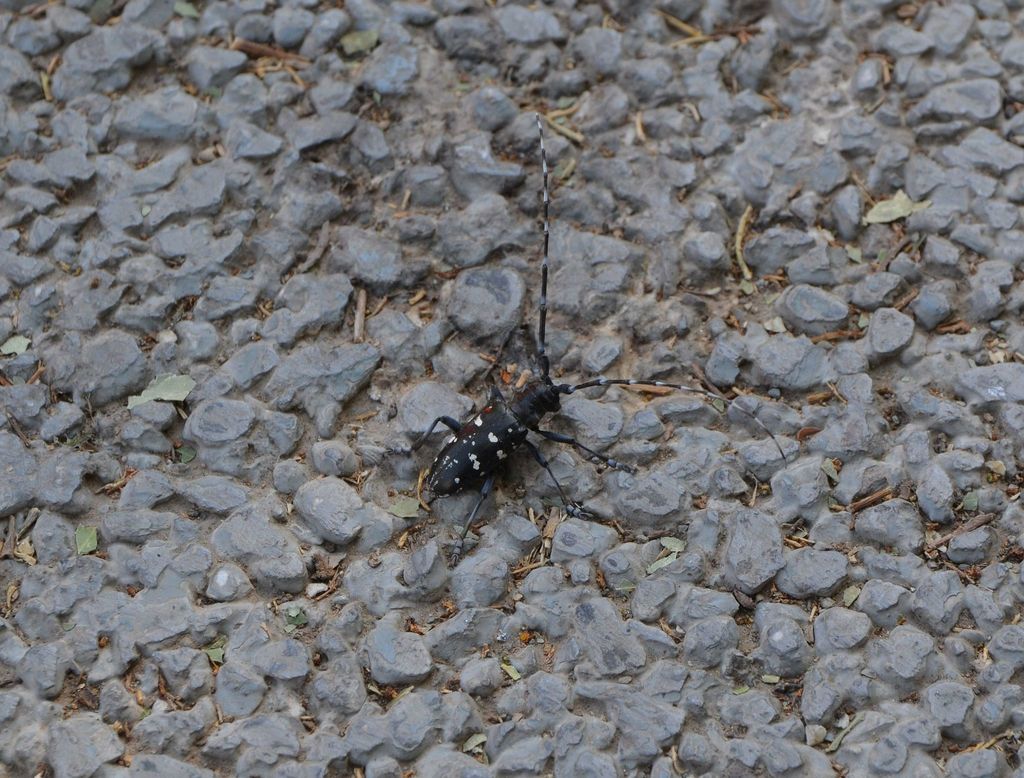 Asian Longhorned Beetle from Jiayuguan City, Gansu, China on August 8 ...