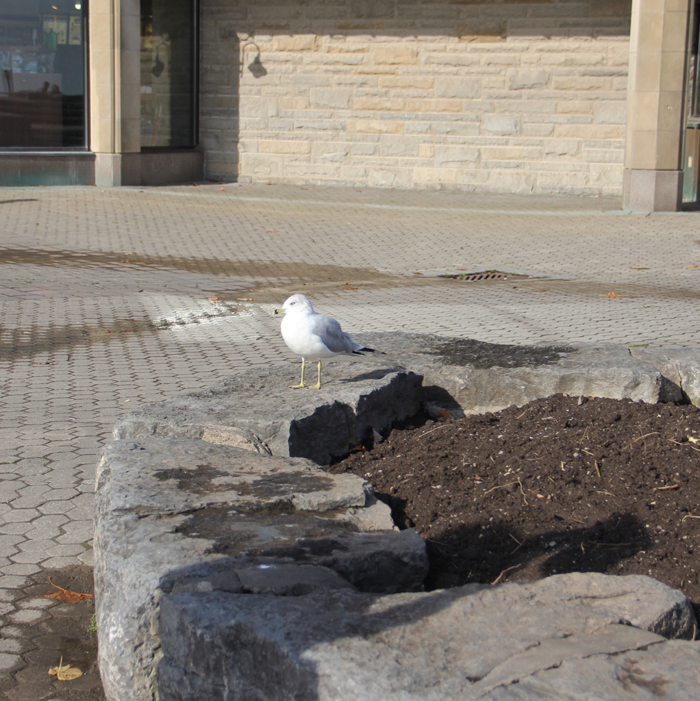 Ring-billed Gull from Peel Village Golf Course, Brampton, ON, CA on ...