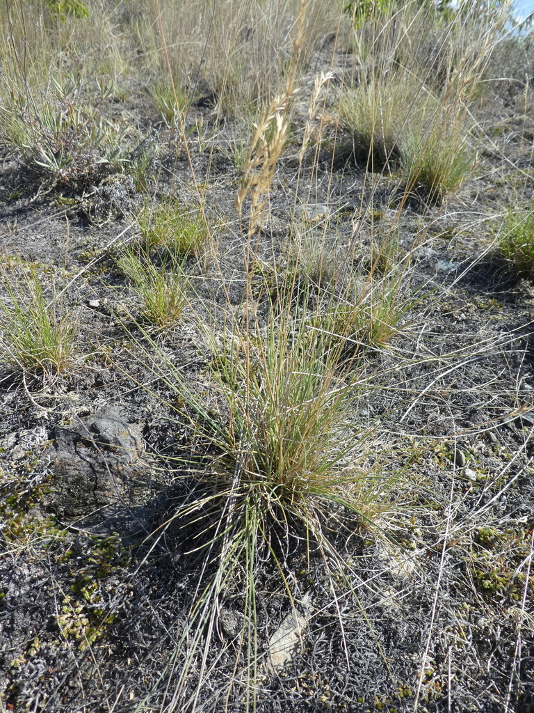 mountain fescue from Kootenay Boundary, BC, Canada on August 24, 2021 ...