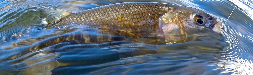 Mountain Whitefish from Fremont County, US-ID, US on February 6, 2015 ...