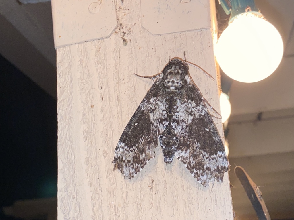 Rustic Sphinx from E Coronado Dr, Tucson, AZ, US on August 30, 2021 at ...