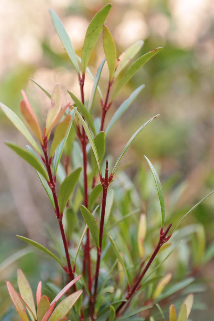 Small-leaf Myrtle from Msikaba Gorge; upper edge on June 30, 2014 by ...