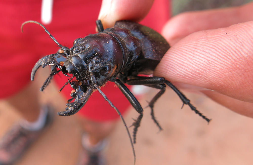 Monster Tiger Beetles from Mountain Sanctuary Park on February 11, 2014 ...