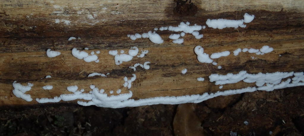 Honeycomb Coral Slime Mold from Collinshoek on January 31, 2014 by ...