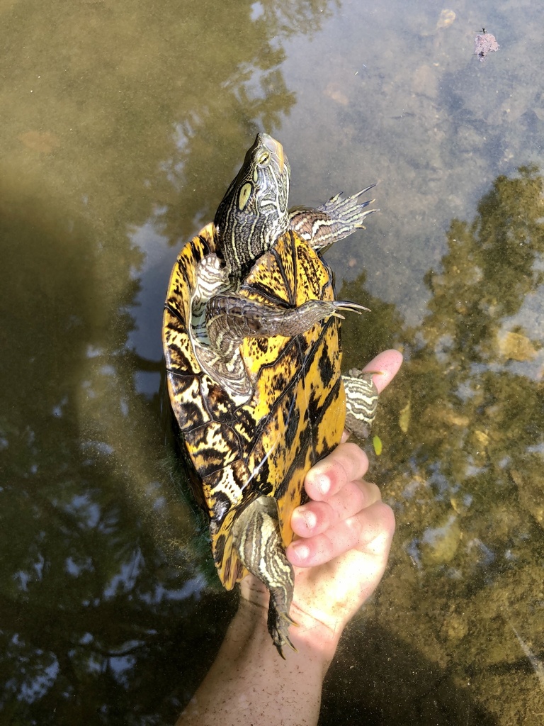 Deirochelyine Turtles in August 2021 by milesobishop. This is a ...