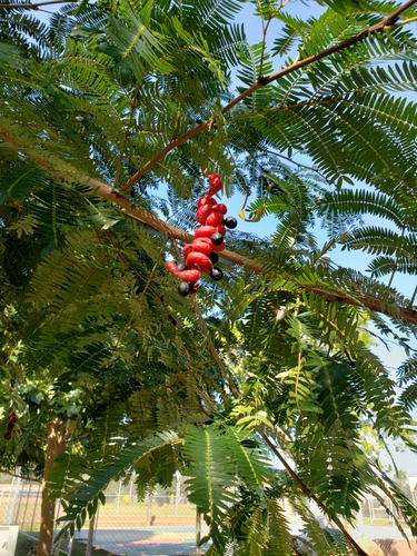 Variety Cojoba arborea angustifolia · iNaturalist